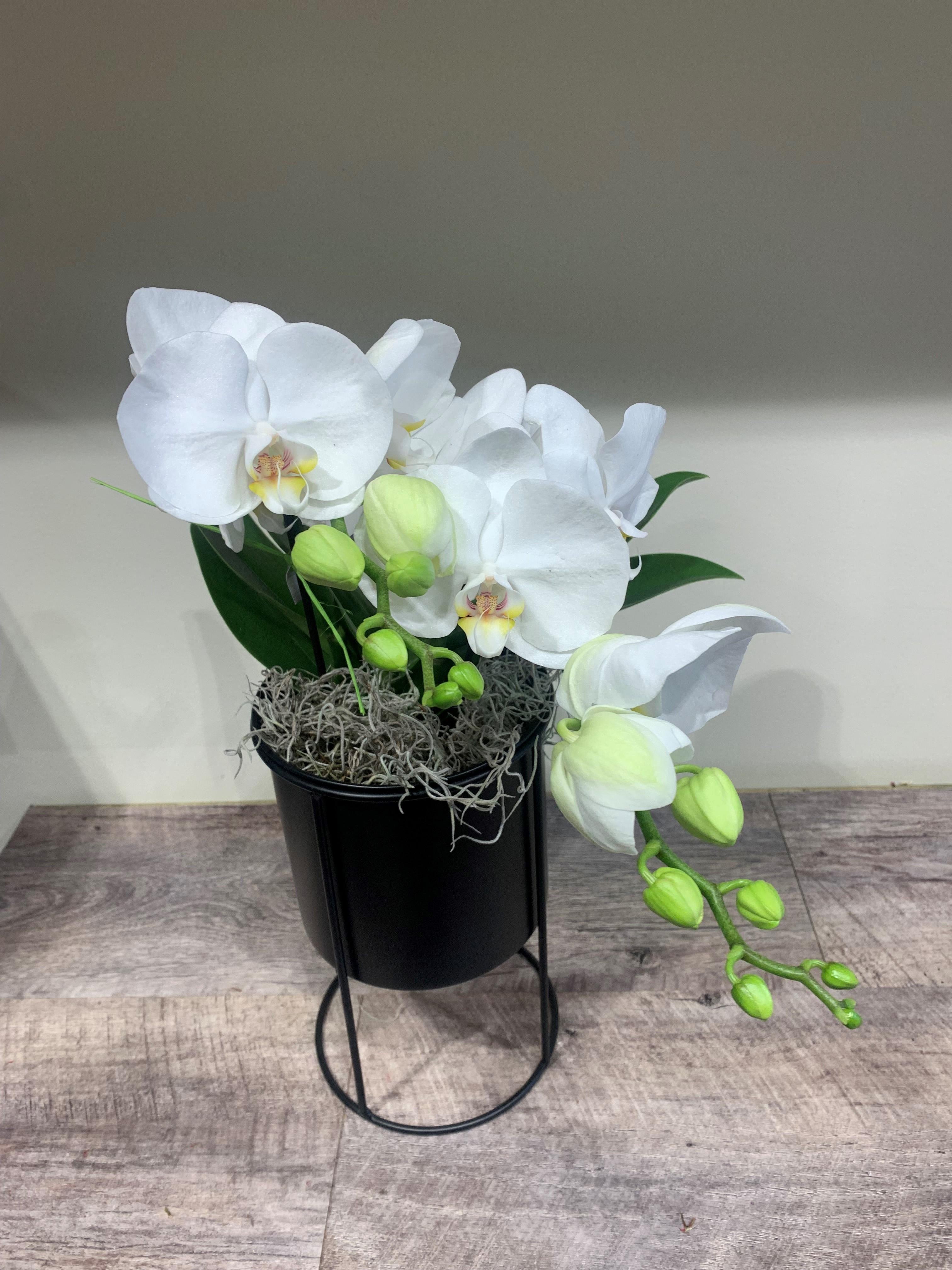 Phalaenopsis Tablo et base pied - BôFlowers Signature